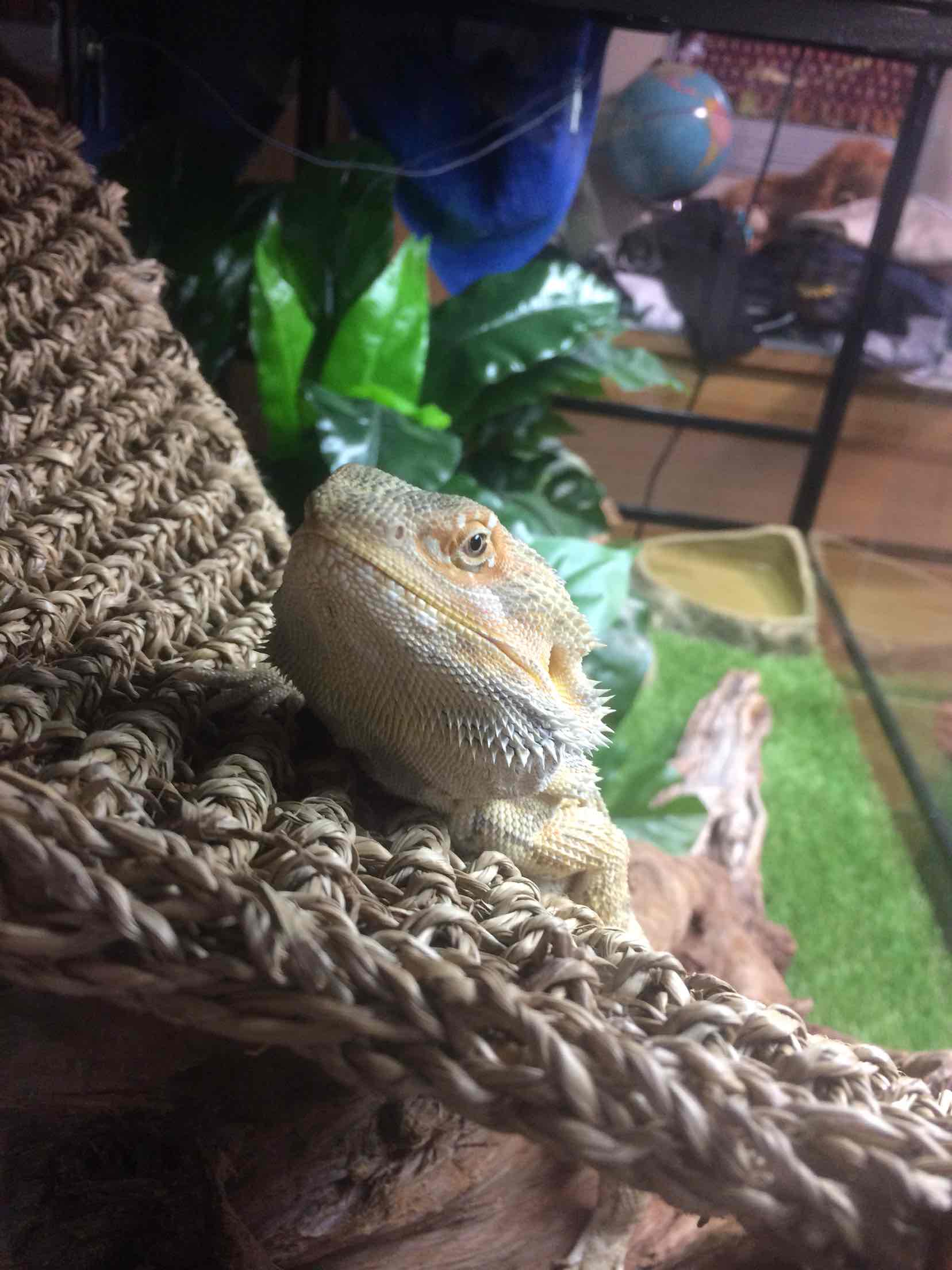 Vetafarm Ectotherm Lizard Vet Formulated Food For Skinks Dragons ...