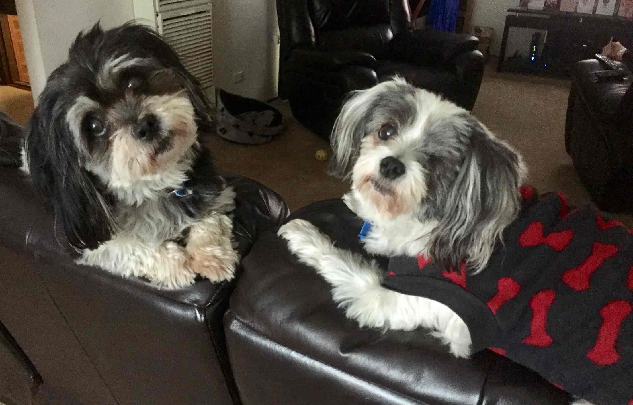 Cazitel Allwormer For Dogs 10kg 4 Tablets - $28.02