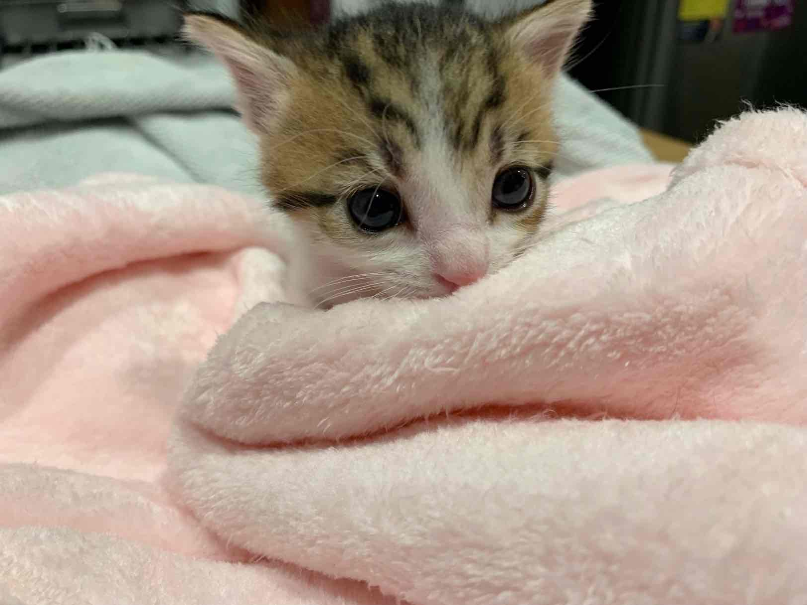 Wombaroo Cat Milk Replacer 1kg - $39.95