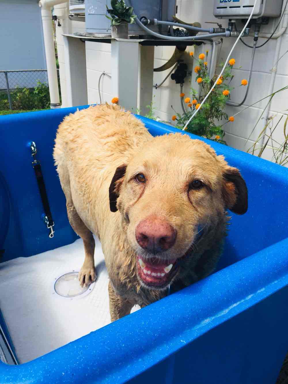 Fidos Hydrobaths And Kennels Flush 5L - $49.68