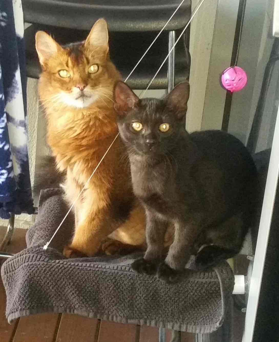 Hills Prescription Diet Feline cd Urinary Care Multicare Chicken Canned ...