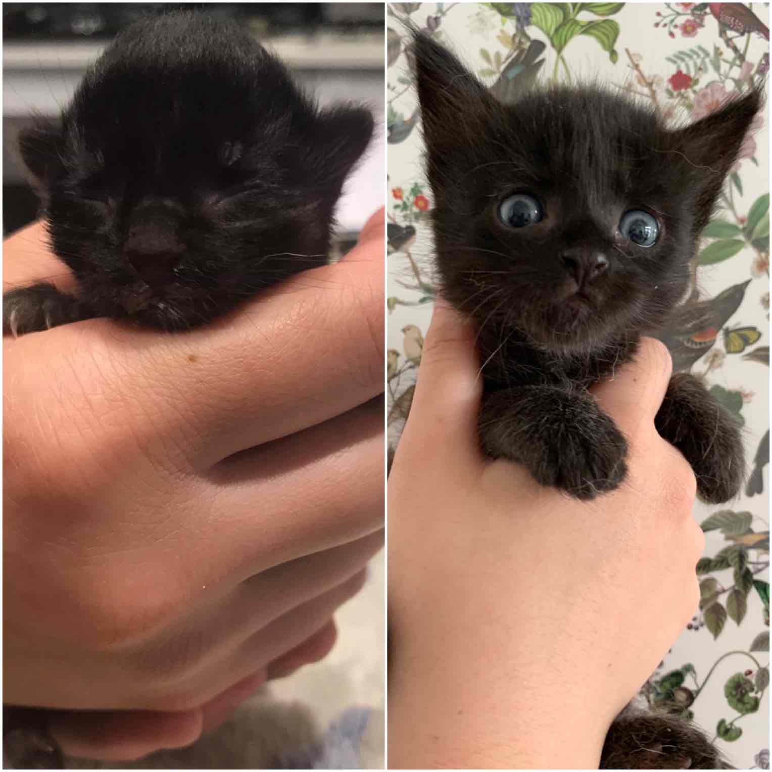 Wombaroo Cat Milk Replacer 1kg - $39.95