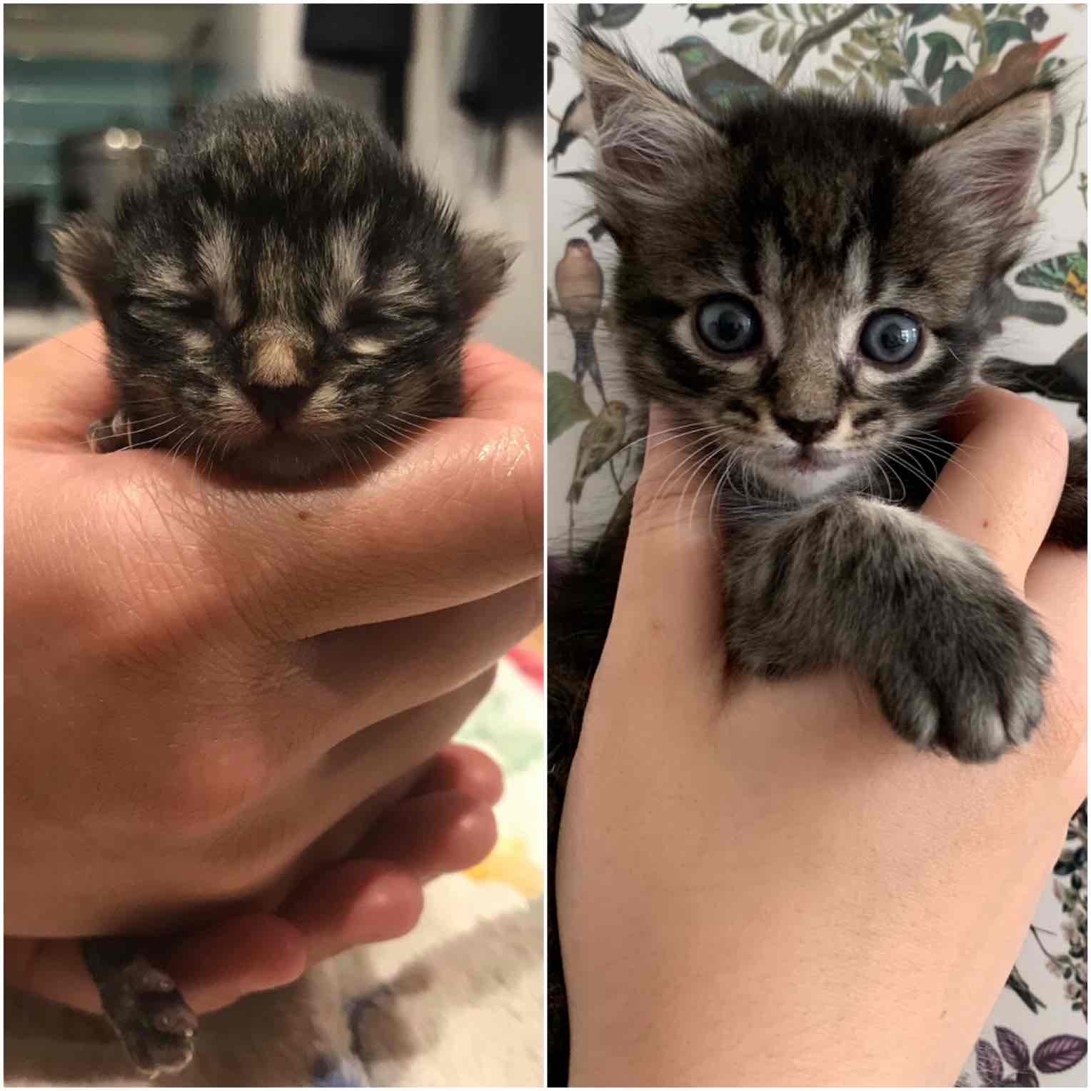 Wombaroo Cat Milk Replacer 1kg - $39.95