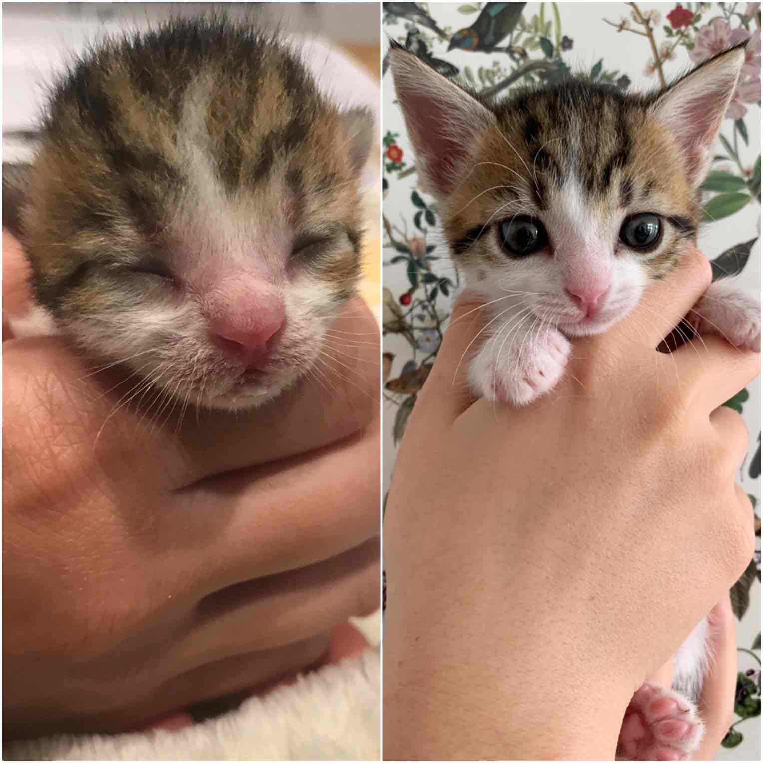 Wombaroo Cat Milk Replacer 1kg - $39.95