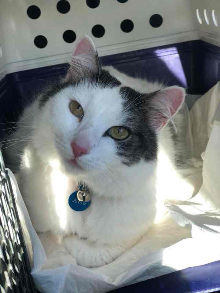 Acidurin Tablets Urinary Acidifier For Dogs And Cats 100 Tablets - $17.26