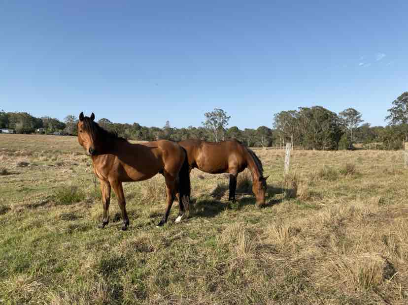 Permoxin Dermcare Insecticidal Spray And Rinse For Dogs And Horses ...