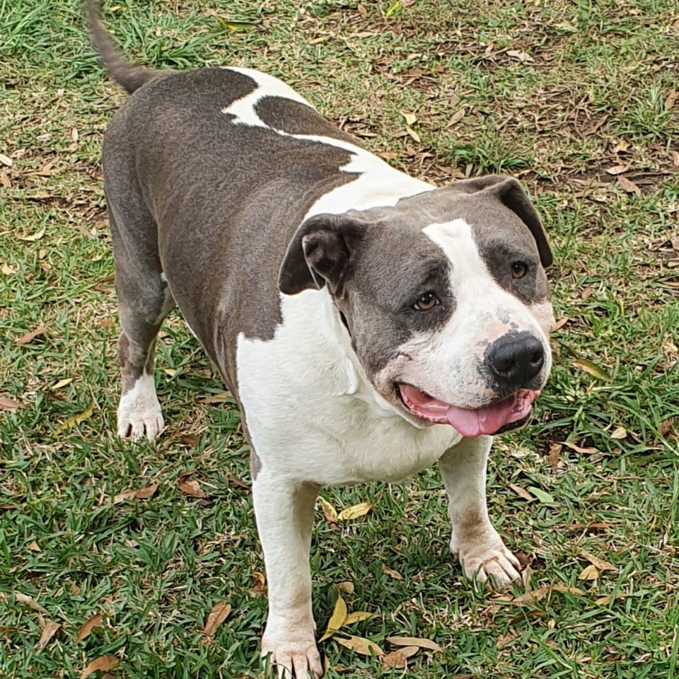 Mavlab Urimav Urinary Acidifier 100mg x 100 Tablets - $21.19