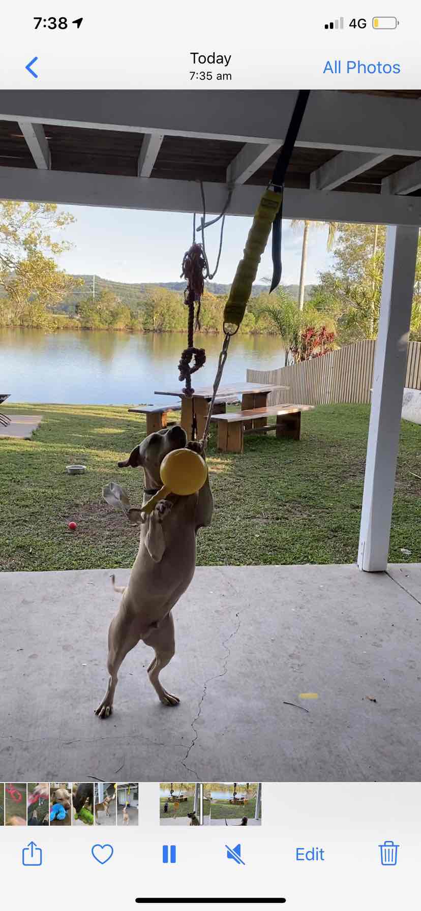 Aussie Dog Home Alone Large Tough Bungee Toy For Dogs - $123.00
