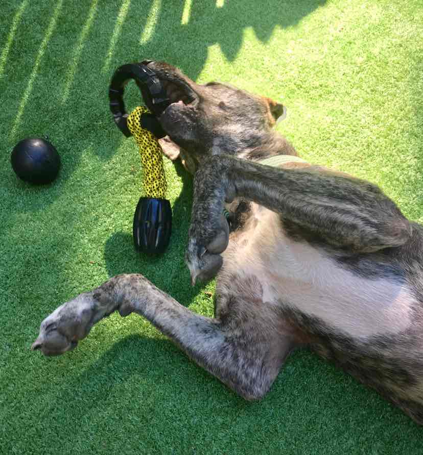 KONG Jaxx Braided Rope Tug Toy Large For Dogs - $20.44