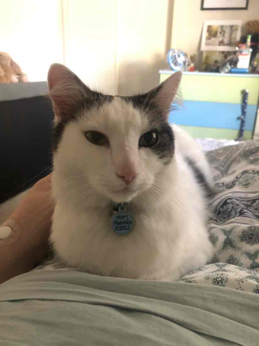 Acidurin Tablets Urinary Acidifier For Dogs And Cats 100 Tablets - $17.26