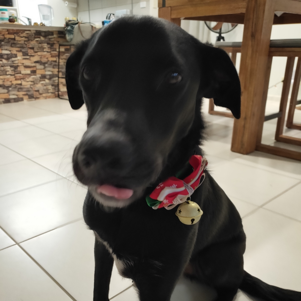 Wound Gard Antiseptic Bitterant Spray For Dogs and Cats 50ml - $17.43