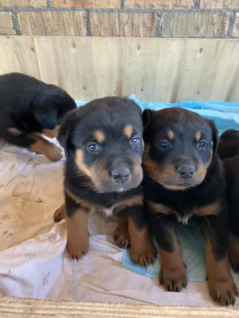 Hills Prescription Diet Canine cd Urinary Care Multicare Chicken Dry ...