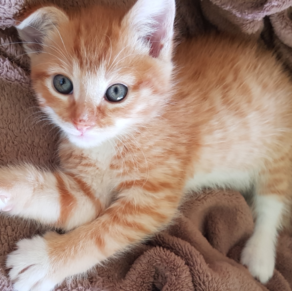 Wombaroo Cat Milk Replacer 1kg - $39.95