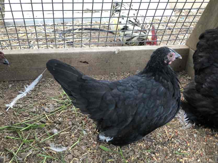 Avitrol Plus Praziquantel Wormer Tablets For Birds x 100 - $23.64