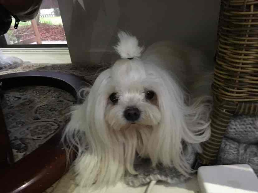 Peptosyl Oral Suspension For Dogs And Horses 200ml - $34.21