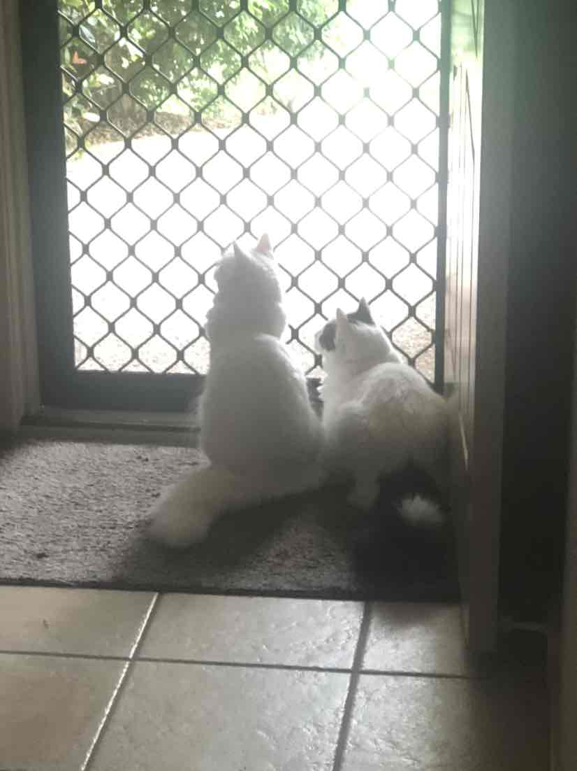 Acidurin Tablets Urinary Acidifier For Dogs And Cats 100 Tablets - $17.26