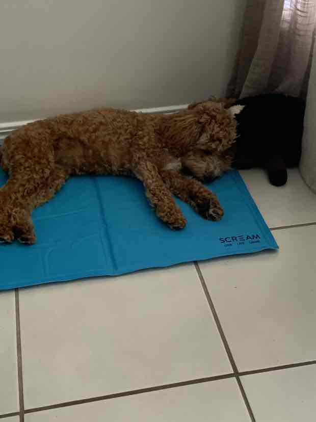 Scream Cooling Pad Mat Bed Loud Blue XLarge For Dogs And Cats 81 x 96cm ...