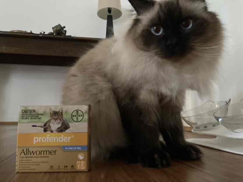 Profender For Cats All Wormer Blue 2.5-5kg - $27.21