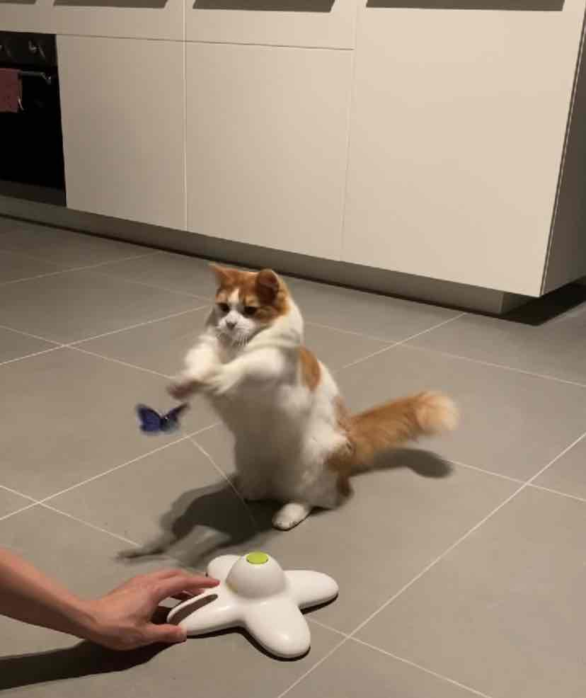 AFP Interactives Flutter Bug Butterfly Toy For Cats - $32.99