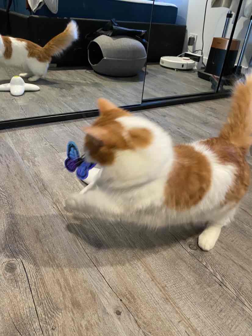 AFP Interactives Flutter Bug Butterfly Toy For Cats - $32.99