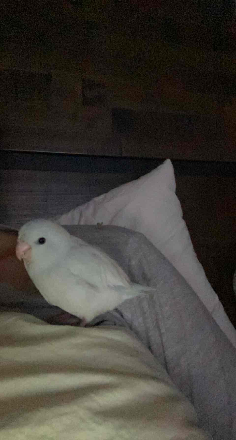 Vetafarm Neocare Hand Rearing Formula For Birds 2.5kg - $76.61