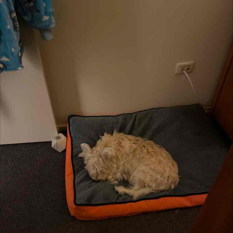 WAG Kangaroo Rib Rack Natural Dried Single Treat For Dogs - $9.99