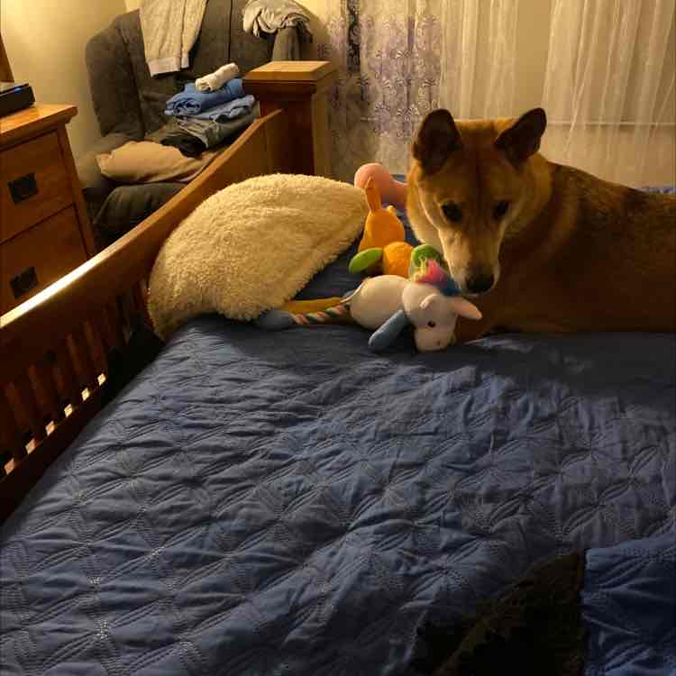 WAG Kangaroo Rib Rack Natural Dried Single Treat For Dogs - $9.99