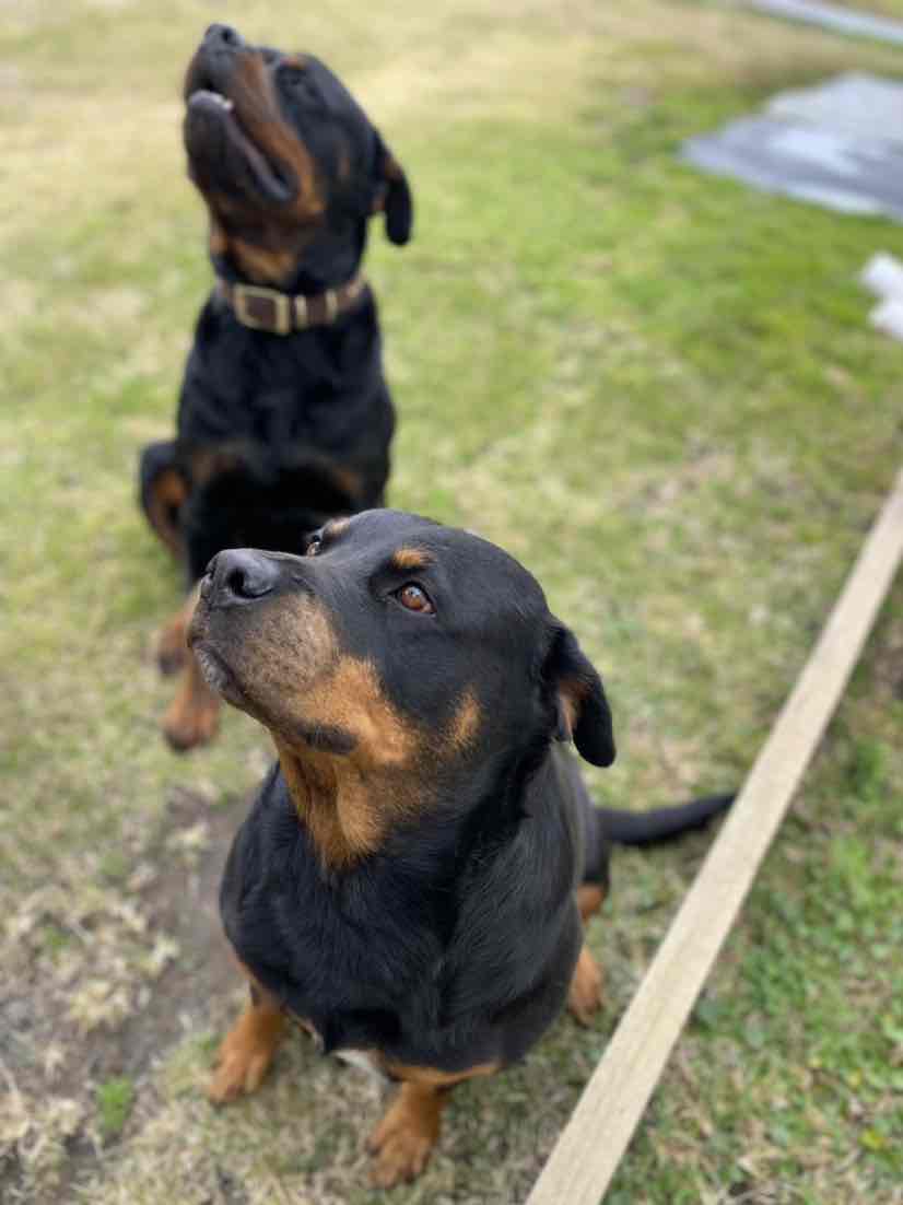 Hills Prescription Diet Canine cd Urinary Care Multicare Chicken Dry ...