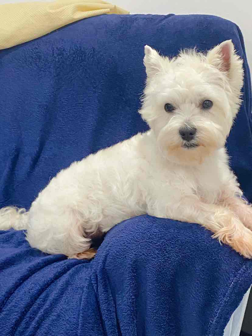 Pyohex Medicated Conditioner For Dogs 200ml - $18.89