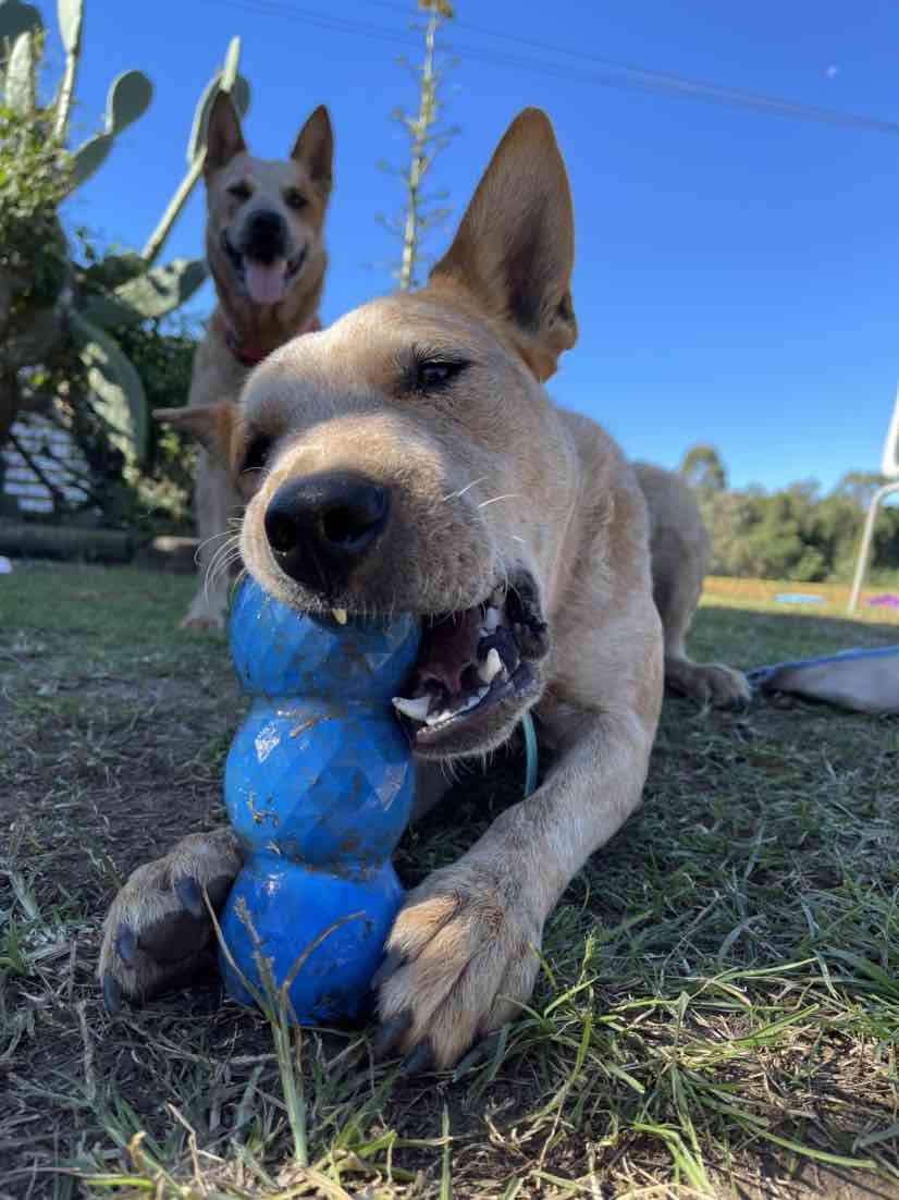 KONG Genius Mike Large Treat Dispensing Toy For Dogs - $19.99