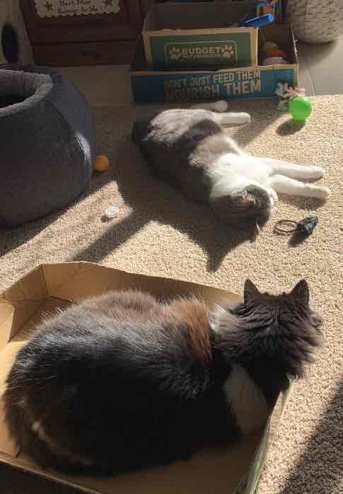 Hills Prescription Diet Feline Metabolic Weight Loss And Maintenance ...