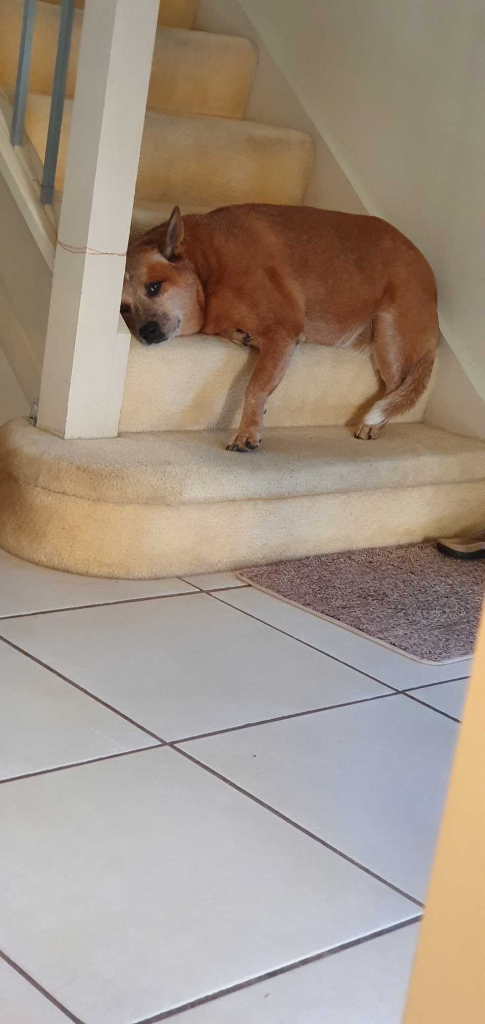 Scream Cooling Pad Mat Bed Loud Blue XLarge For Dogs And Cats 81 x 96cm ...