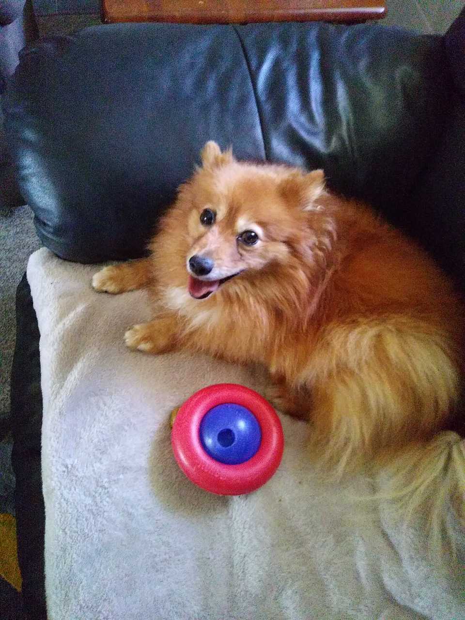 KONG Gyro Treat Dispensing Large Toy For Dogs - $29.43