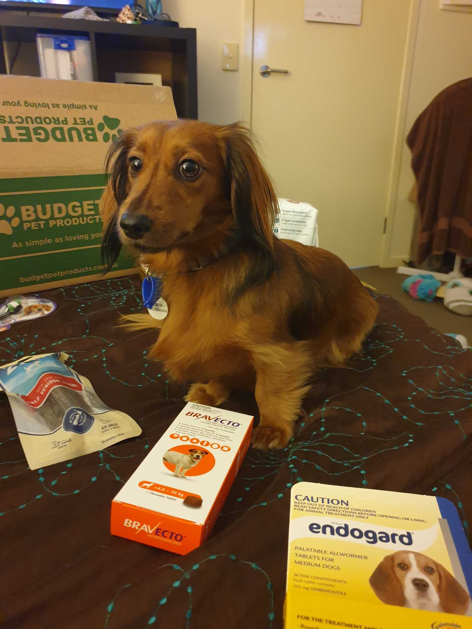 Endogard All Wormer For Dogs Medium 4 Tablets - $24.54