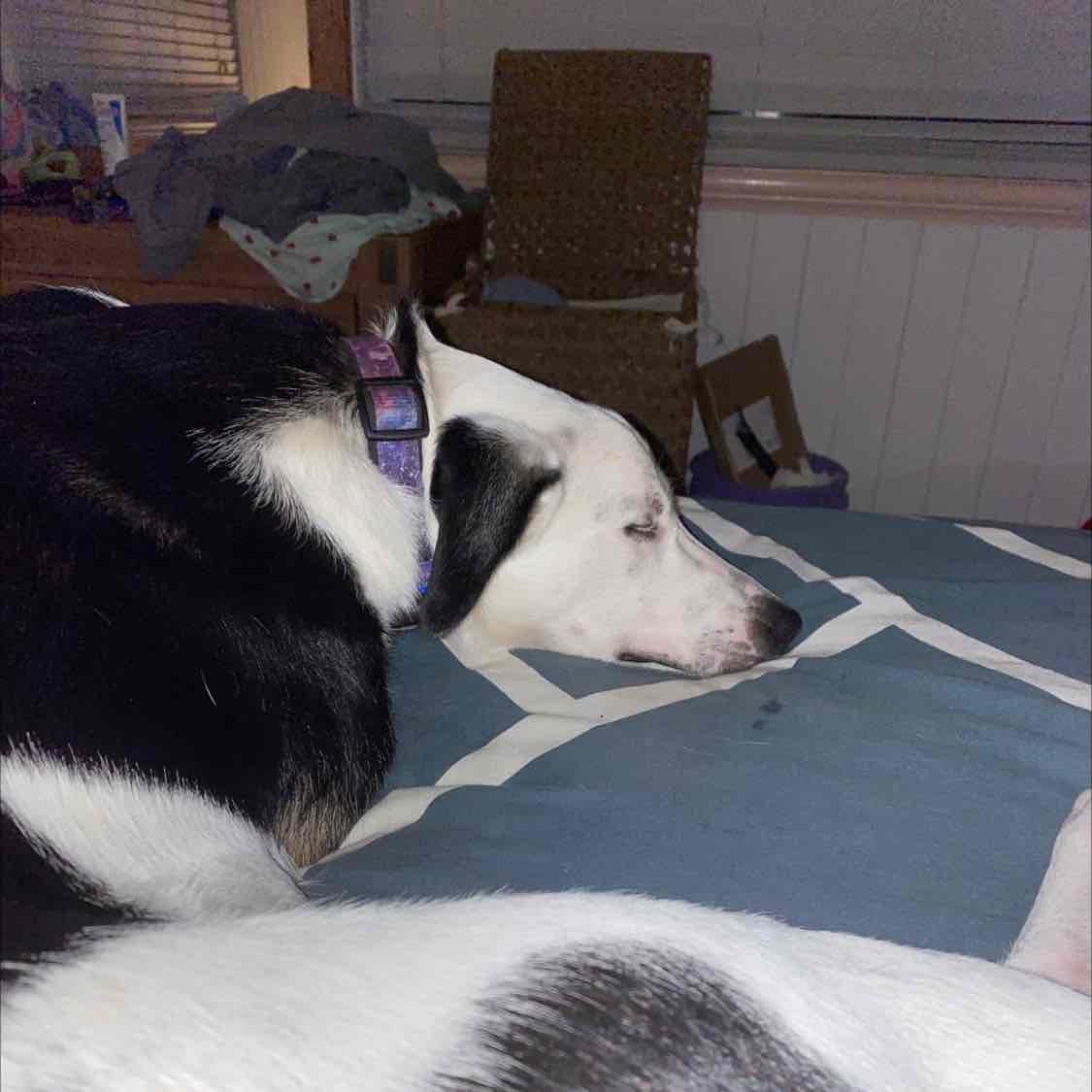 Petz Tucker Chicken Neck Treats For Dogs 1kg - $27.06