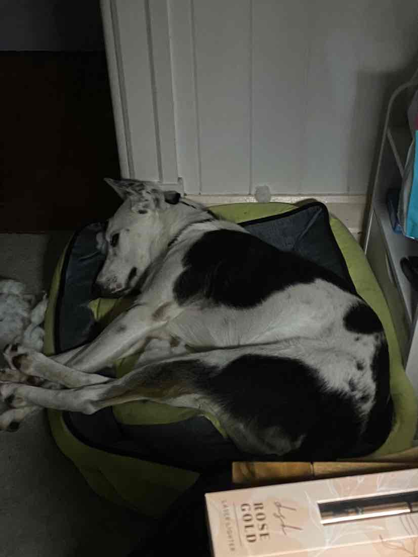 WAG Kangaroo Rib Rack Natural Dried Single Treat For Dogs - $9.99