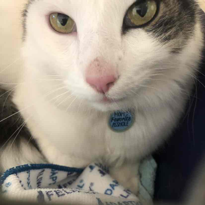 Apex Acidurin For Dogs And Cats 300 Tablets - $46.60