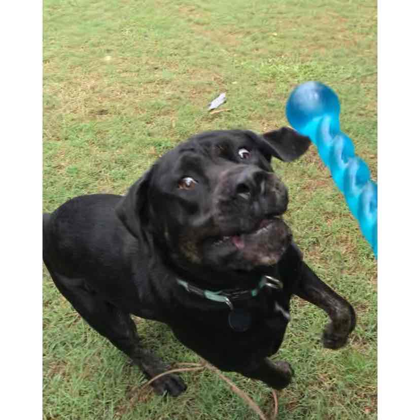 KONG Safestix Medium Toy For Dogs - $19.99