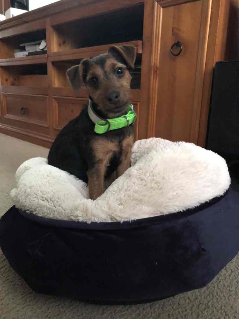 Permoxin Dermcare Insecticidal Spray And Rinse For Dogs And Horses ...