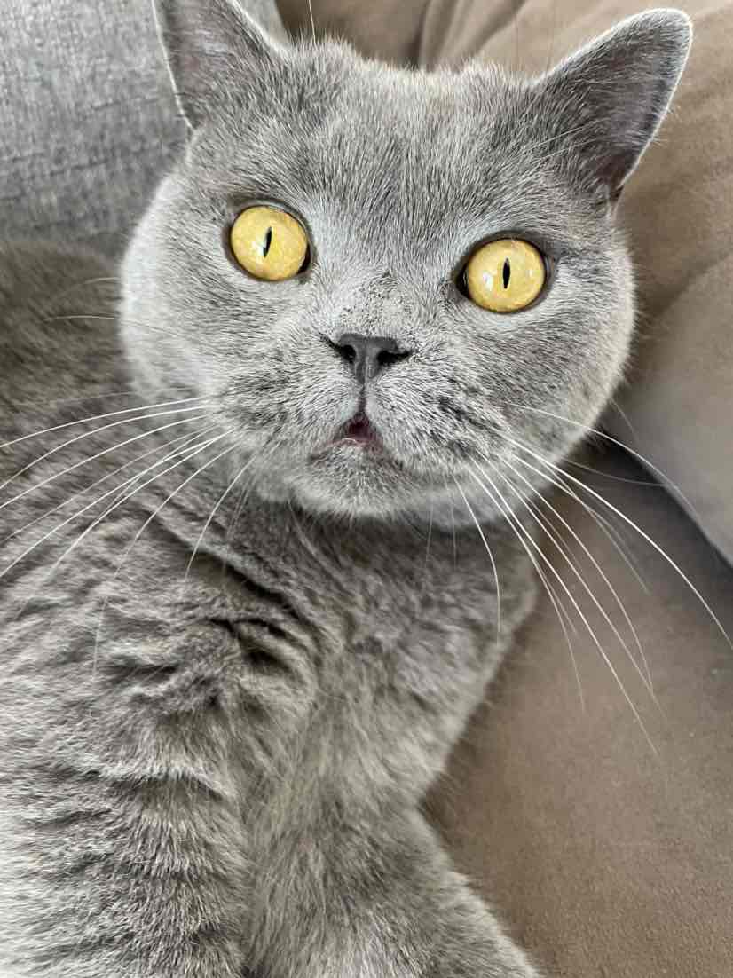 Royal Canin British Shorthair Adult Dry Cat Food 4kg - $79.38