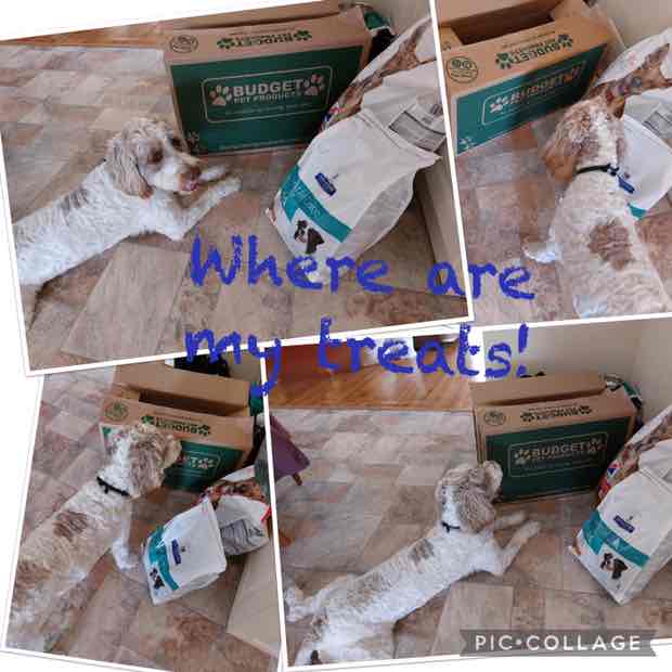 Hills Prescription Diet Canine td Dental Care Chicken Dry Dog Food 11 ...