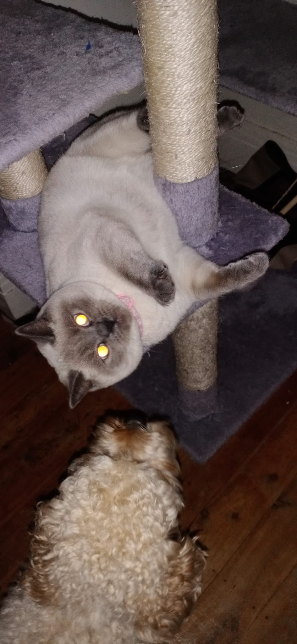 Troy Nutripet High Energy Vitamin Concentrate For Dogs And Cats 200gm ...