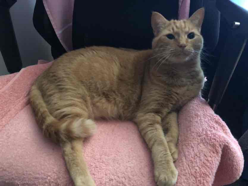 Hills Prescription Diet Feline cd Urinary Care Multicare Urinary Stress ...