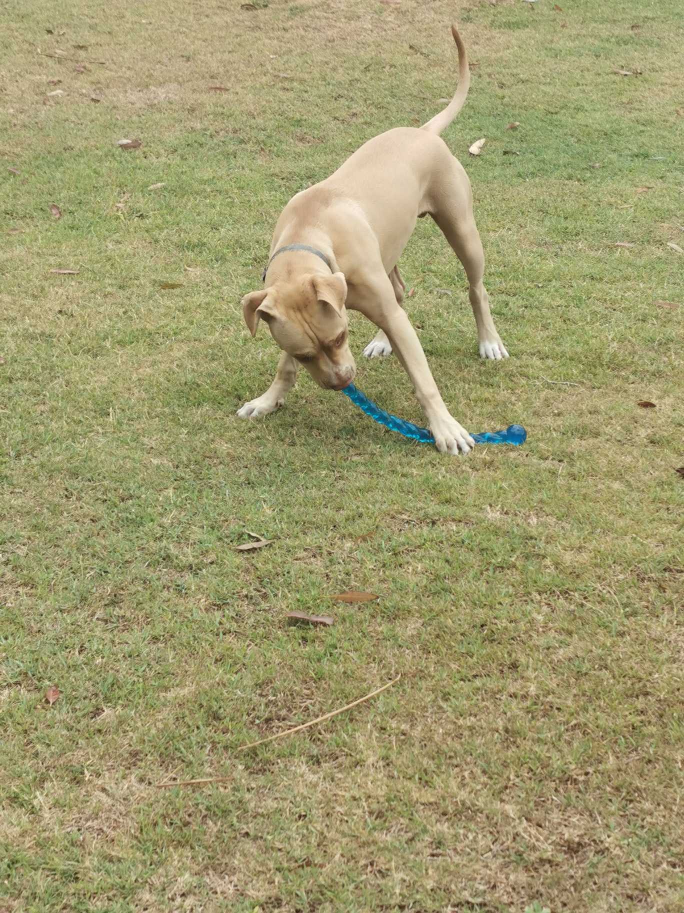 KONG Safestix Medium Toy For Dogs - $19.99