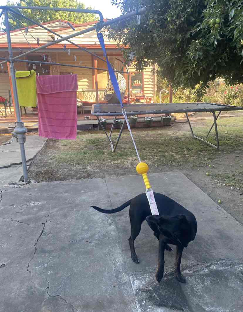 Aussie Dog Home Alone Medium Tough Bungee Toy For Dogs - $106.04