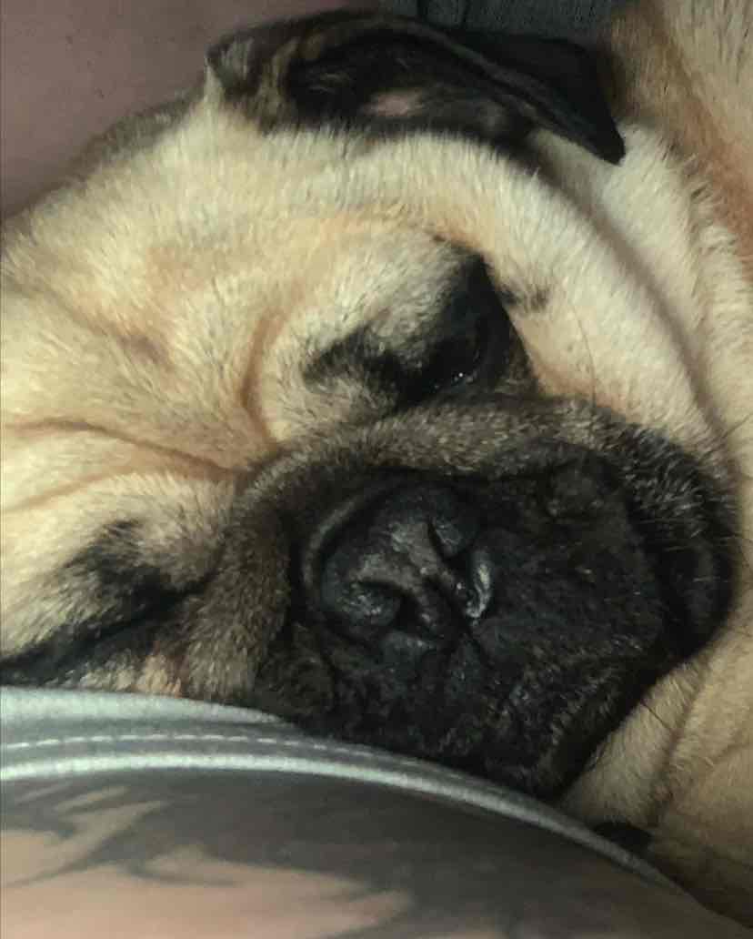 Petz Tucker Chicken Neck Treats For Dogs 1kg - $27.06