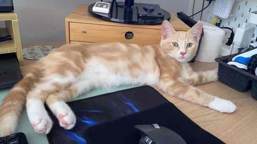 Wombaroo Cat Milk Replacer 1kg - $39.95