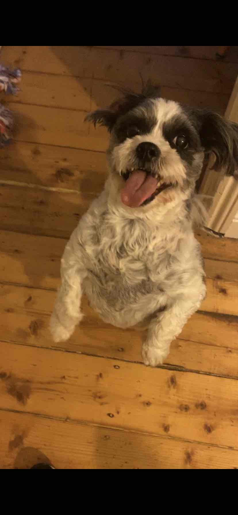 Hills Prescription Diet Canine cd Urinary Care Multicare Chicken Dry ...