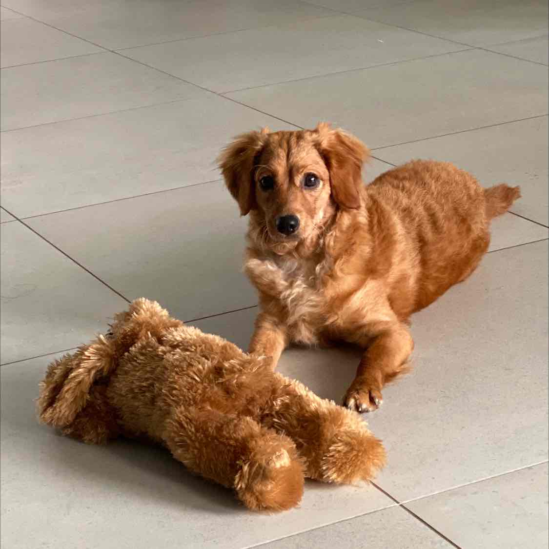 Yours Droolly Muff Pup Keep Me Close Soft Plush Toy Large For Dogs - $34.99