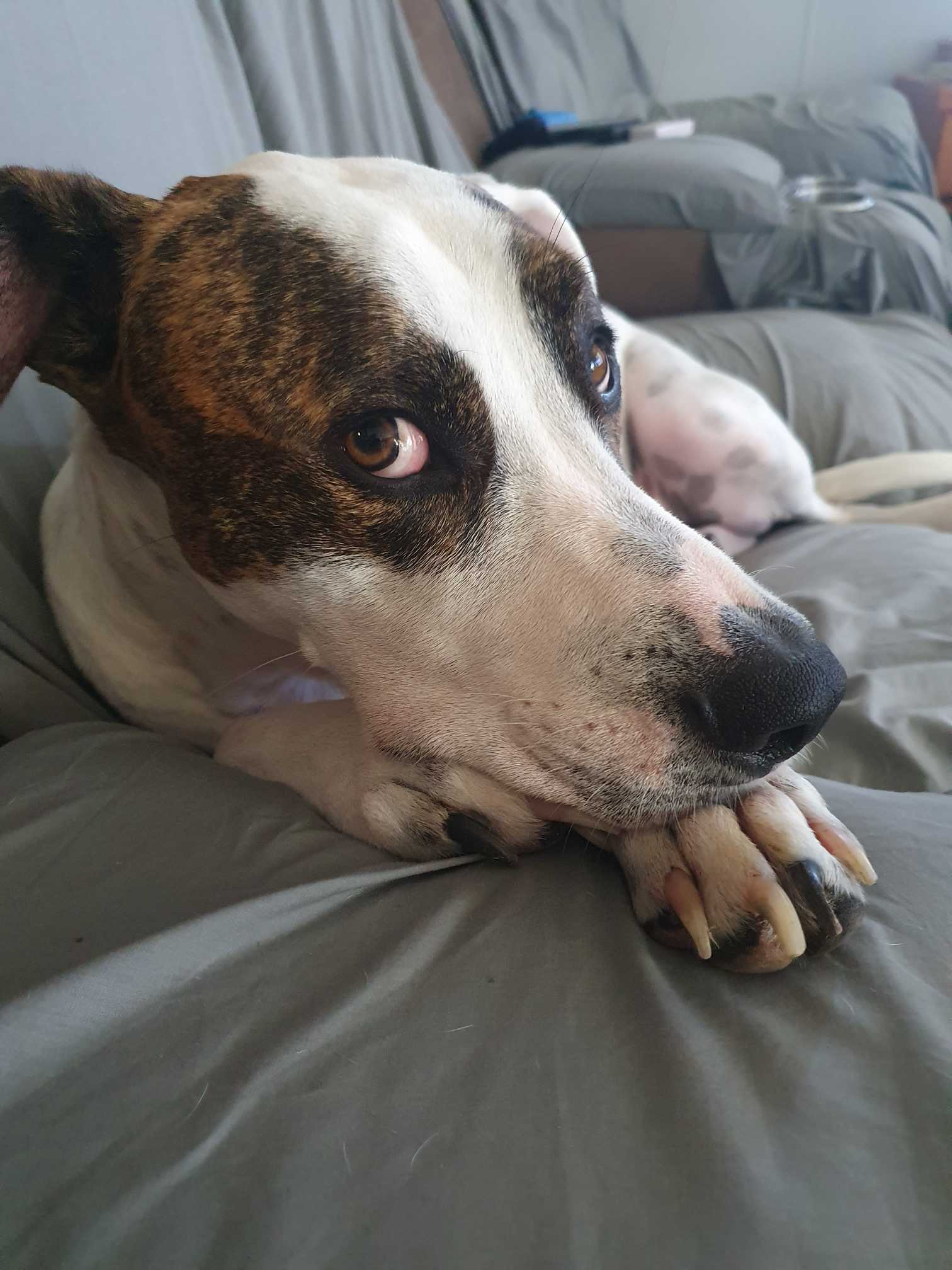 Acidurin Tablets Urinary Acidifier For Dogs And Cats 100 Tablets - $17.26